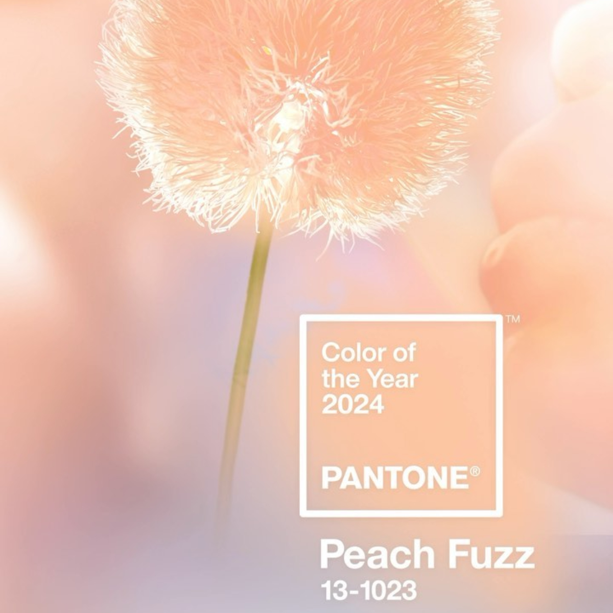 Prepárense para ver todo 'Peach Fuzz', el color del año 2024 | Día a Día